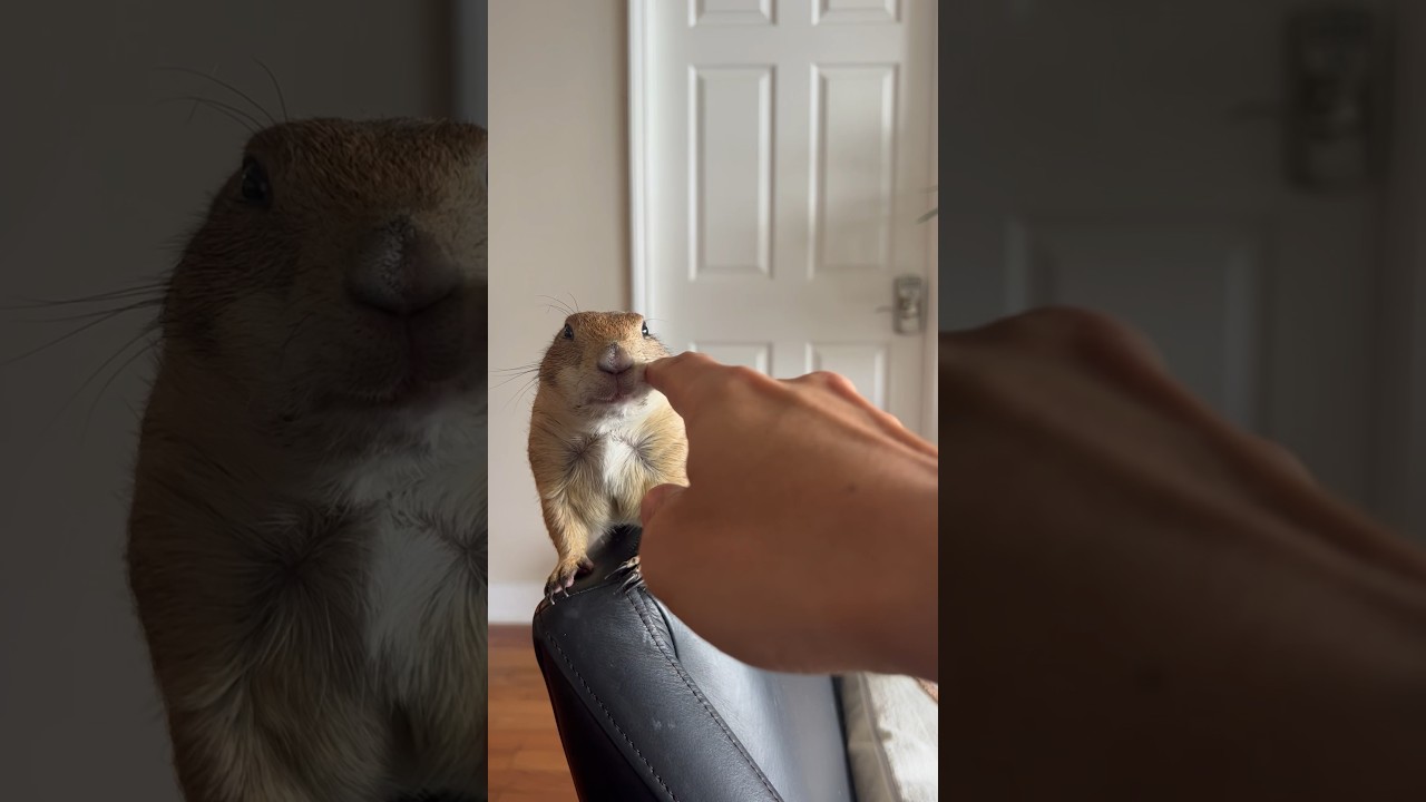 Prairie Dog Bruxing: Poppy’s Unique Habit Shines