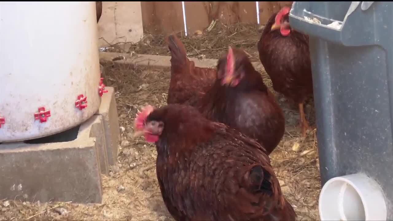 Local chicken owner gives tips for those thinking of raising their own ...