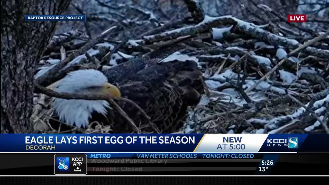 Decorah eagles lay first egg of season