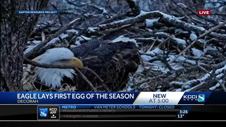 Decorah eagles lay first egg of season