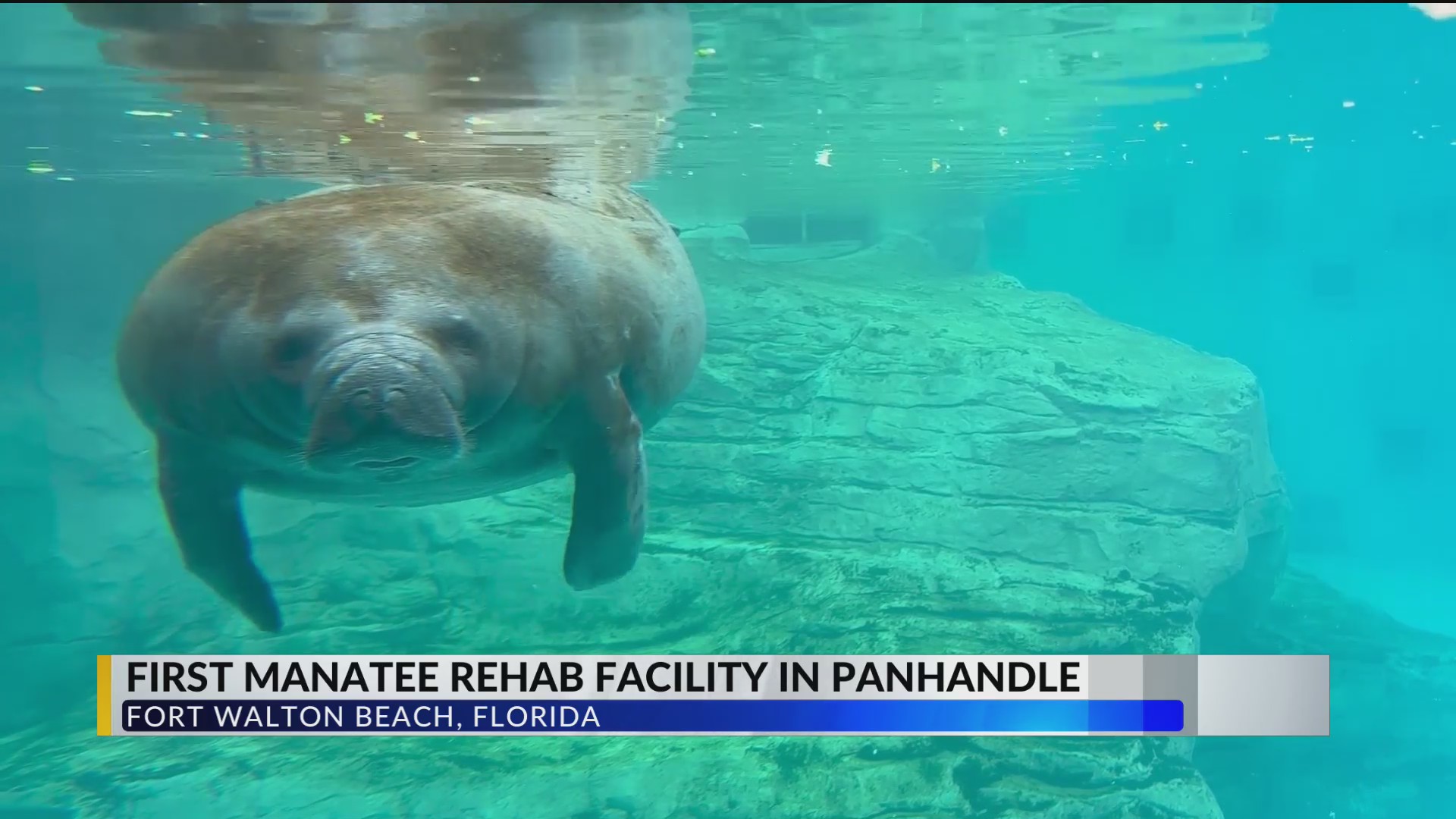 Gulfarium opens Manatee Cove as cold weather threatens Florida’s manatees