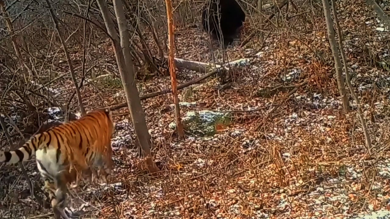 #TheMoment researchers were blown away to learn that tigers hunt bears