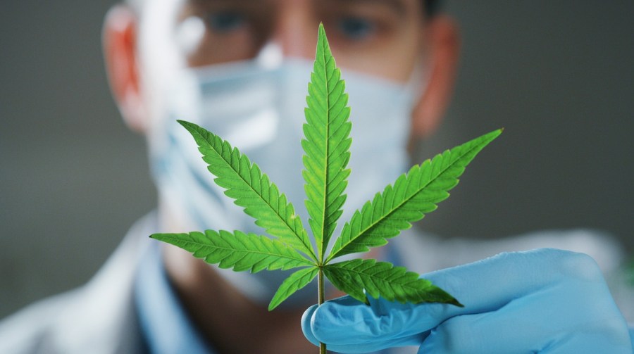 Committee kills bill to roll back medical pot defense