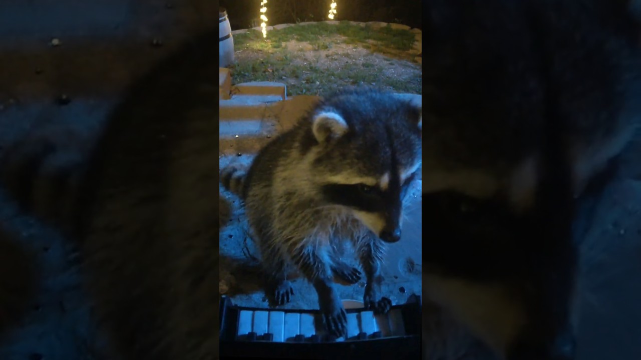 The Wild Raccoon's Rhapsody: A Feline's Influence on a Wild Jazz Musician