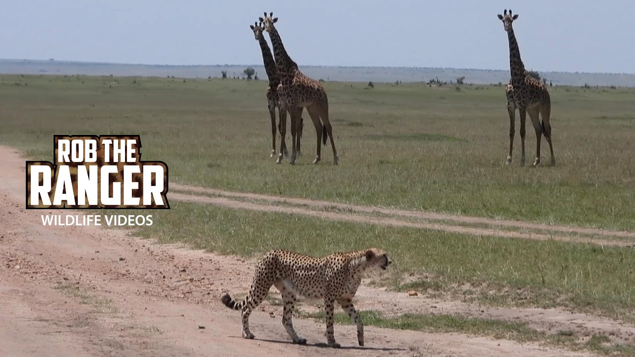 Incredible Cheetah And Giraffe Face-Off In Wild