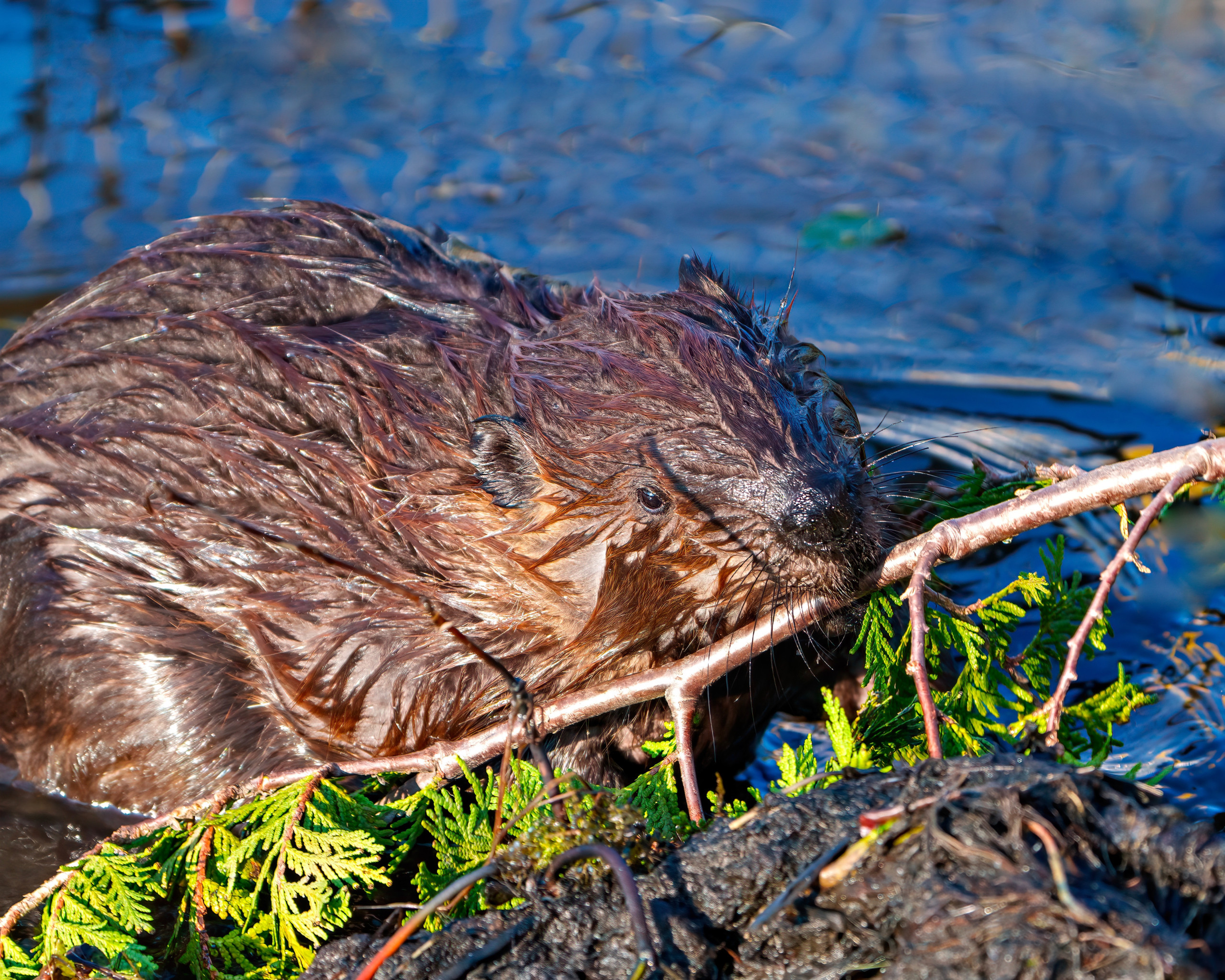 Nature's architects: the beavers who built a dam in just one night