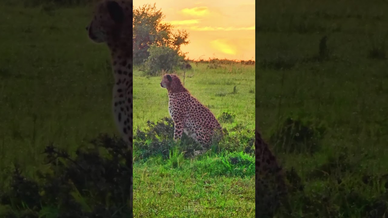 A Lovely Cheetah Sighting at Sunrise, Filled with Grace and Power
