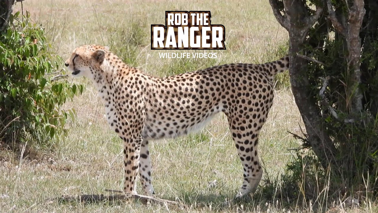 Witness this female cheetah track a fresh scent in the Maasai Mara