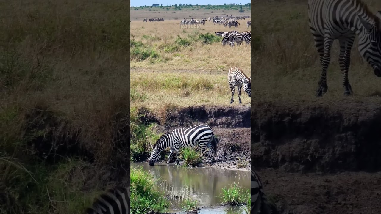 Zebra drinks peacefully at waterhole in Mara plains