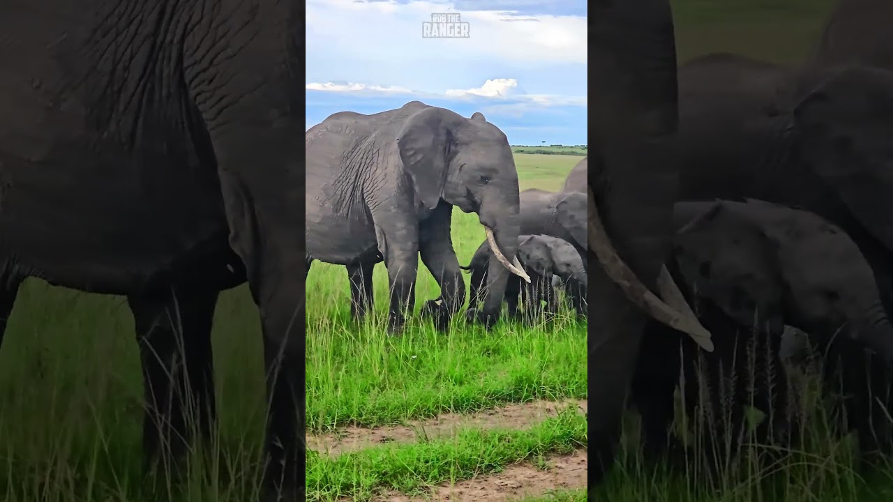 Unbelievable Elephant Herd Crosses Busy Safari Tracks