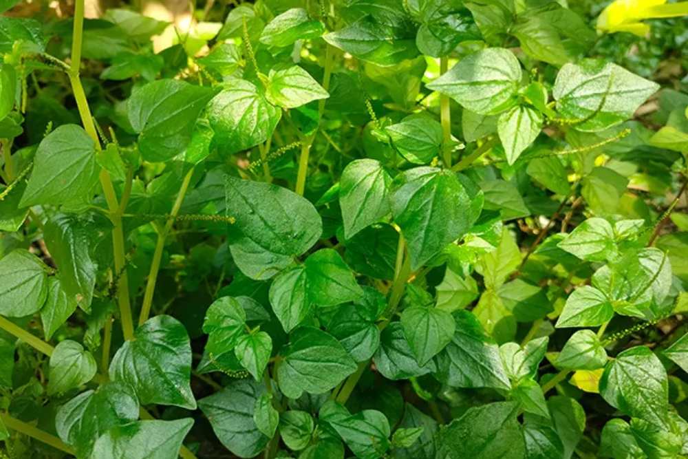 ⁠Kenali Jamu Sirih Cina, Obat Tradisional Turunkan Kolesterol