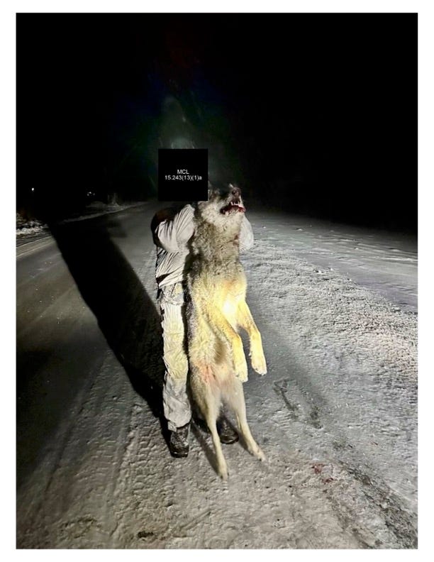 Michigan DNR asking for help in tracking wolves in Lower Peninsula