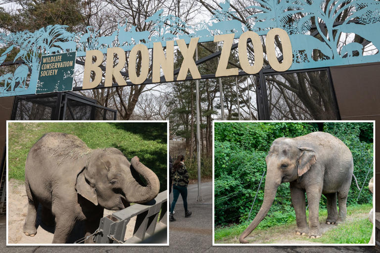 NYC lawyers call on Bronx Zoo’s last 2 elephants Happy and Patty to be ...