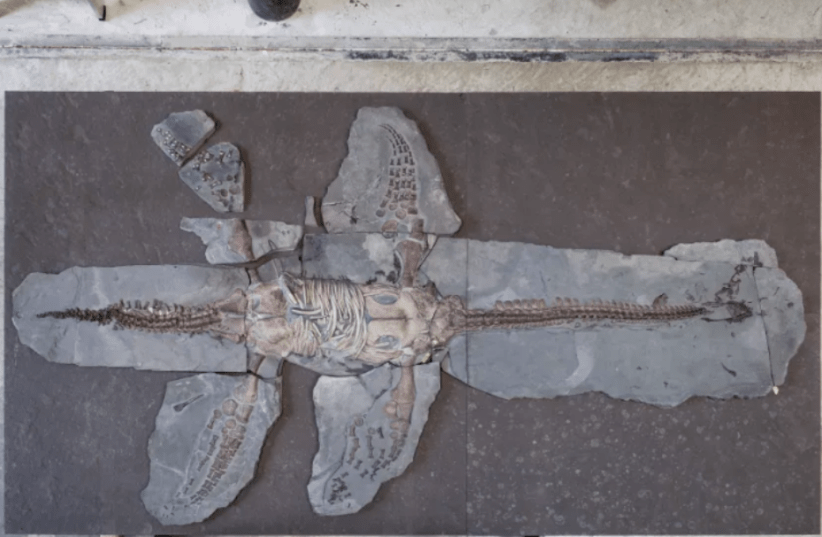 Fossil from 1940 reveals what dinosaur skin looked like