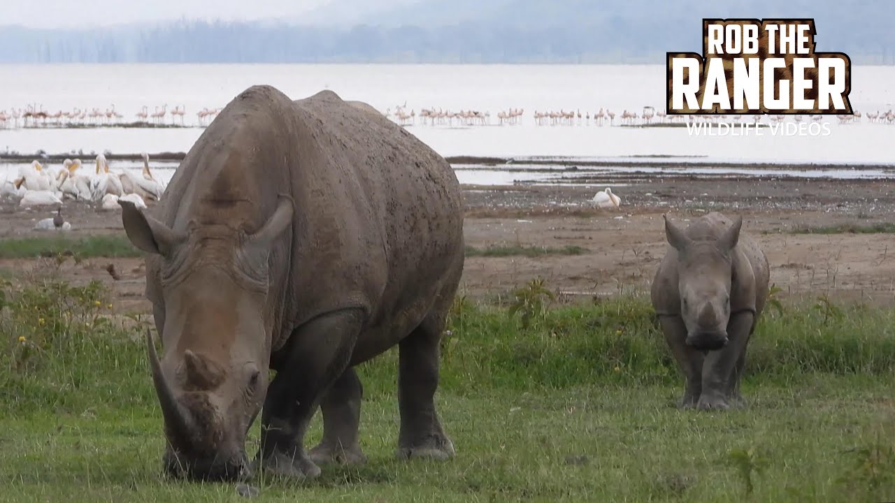 Watch this white rhino mother and calf at Lake Nakuru now