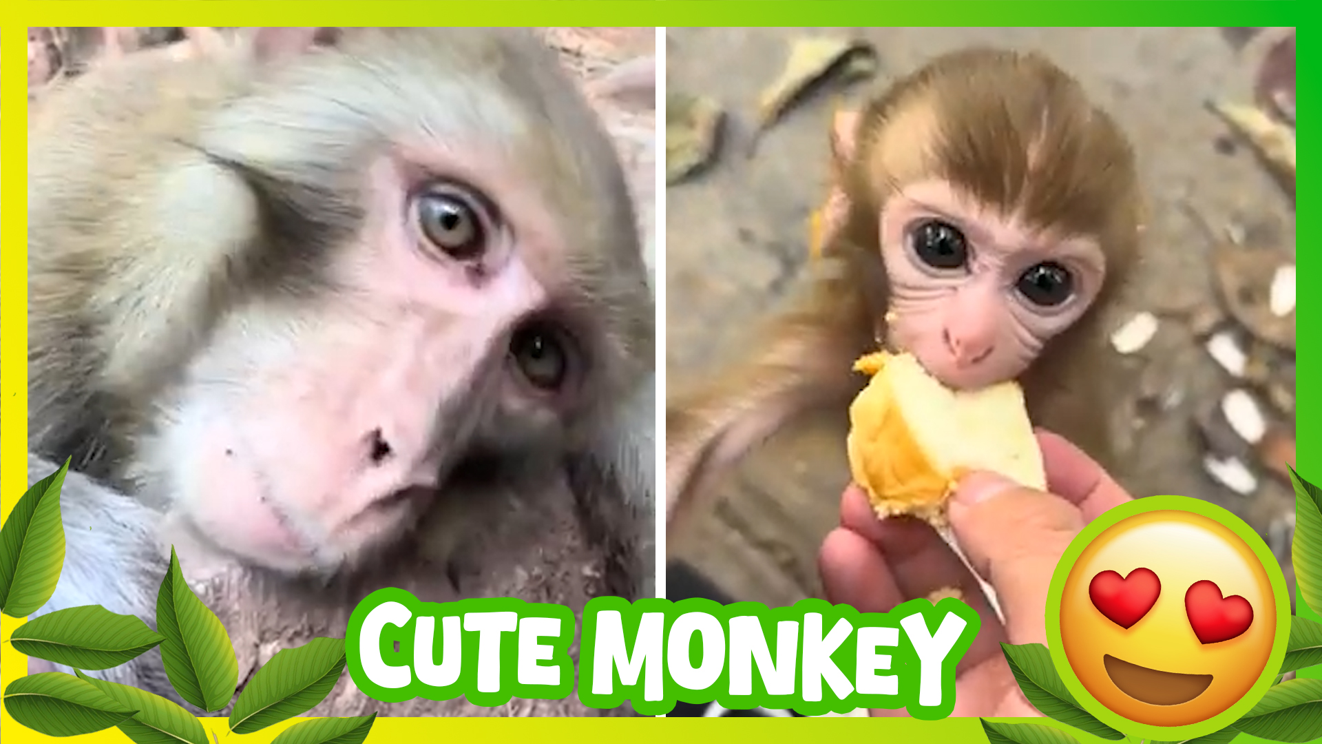 Cute Monkey: Adorable and Funny Monkey Moments That Will Melt Your ...