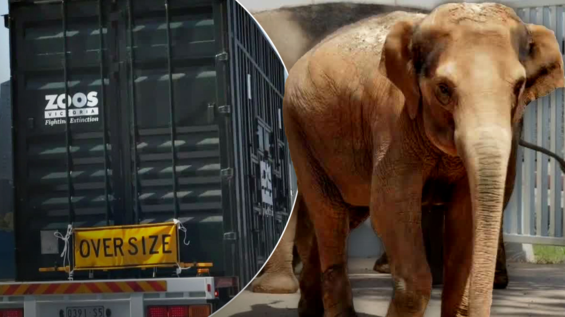 Five-day operation to rehome herd of elephants at Victorian zoo