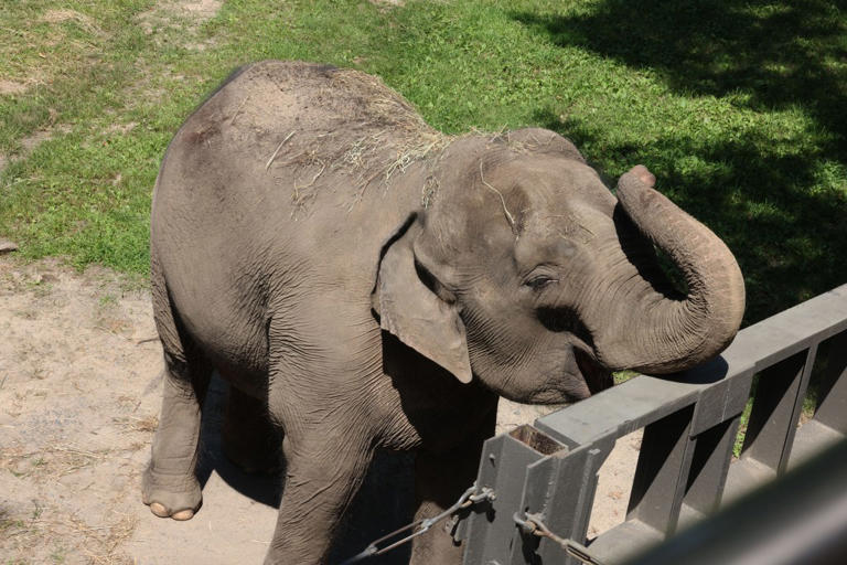 NYC lawyers call on Bronx Zoo’s last 2 elephants Happy and Patty to be ...