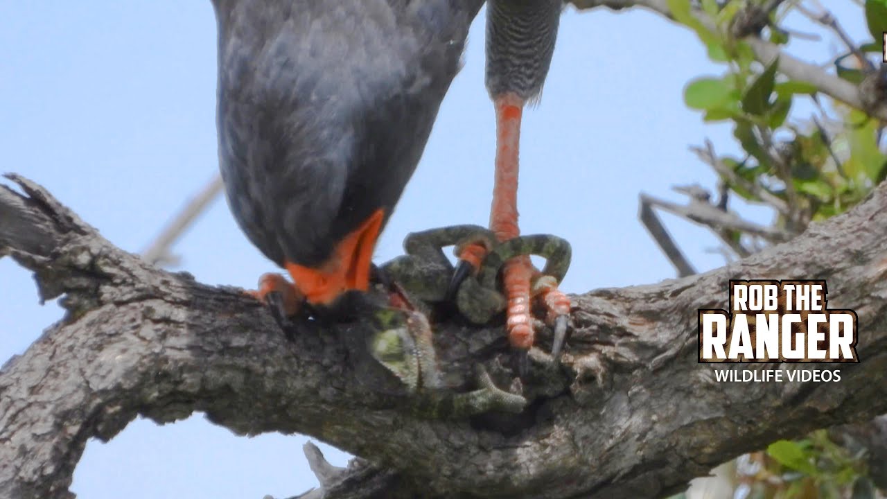 Watch this goshawk feeding in the wild