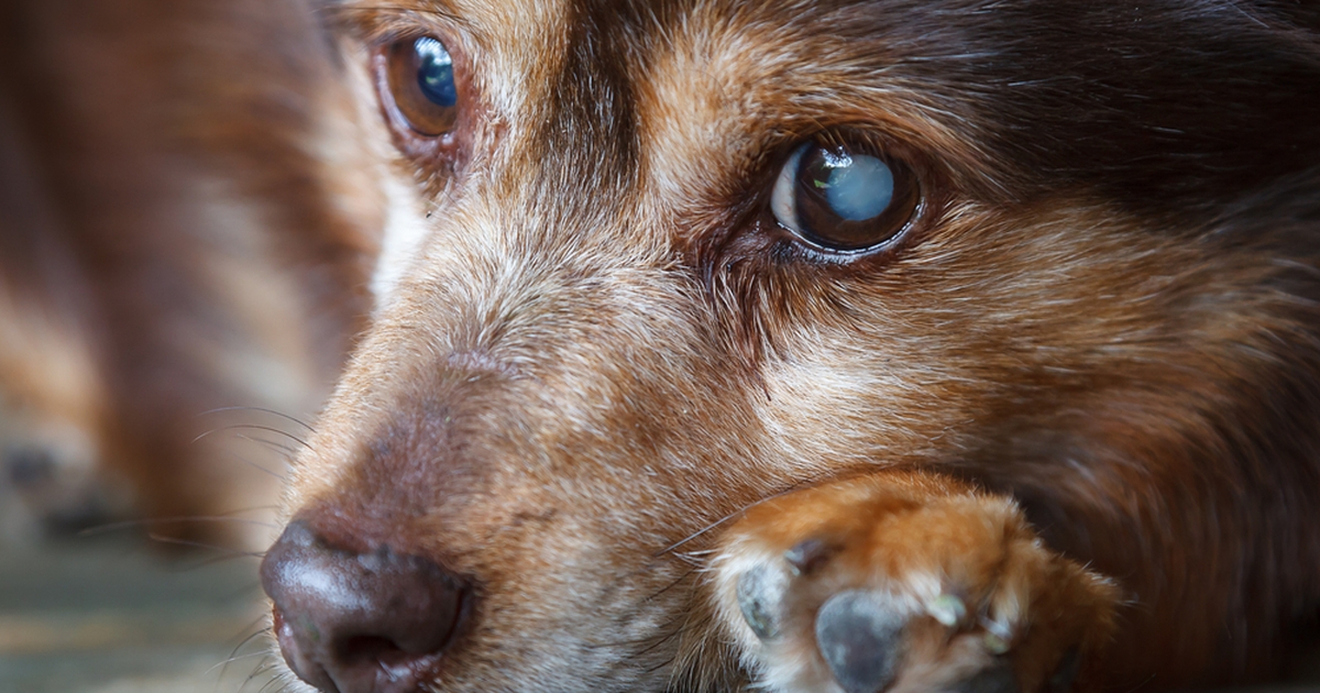 Is Your Dog Getting Older? Here Are 12 Signs That Your Dog Is Aging