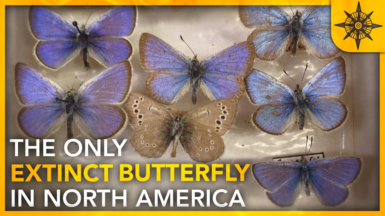 America's ONLY Extinct Butterfly Species