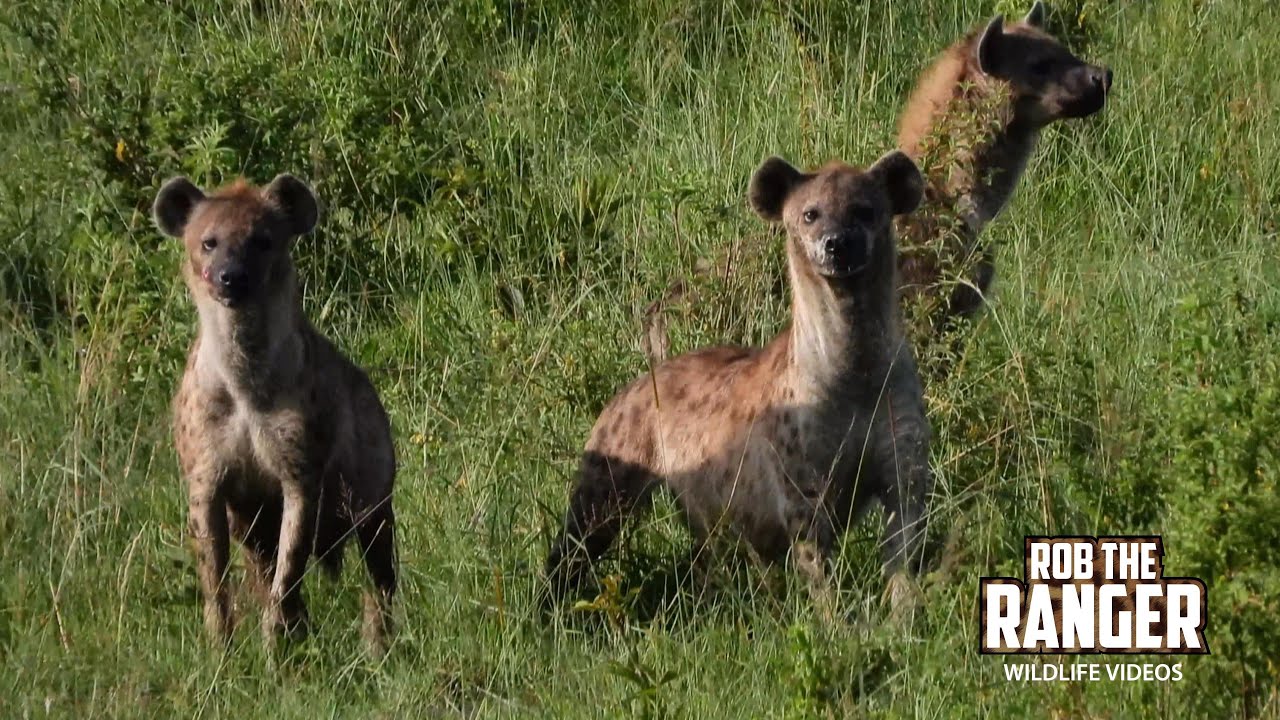 Well-fed hyenas and jackals in the wild