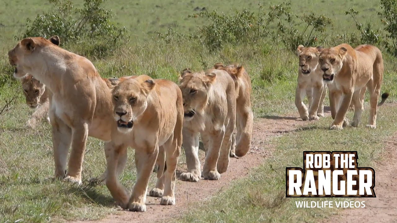 Witness lion pride seize new territory in Maasai Mara safari