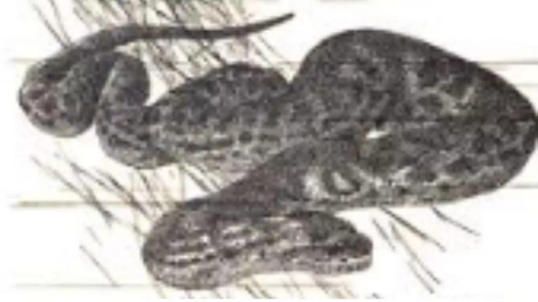 6 ugliest snakes ever discovered around the world