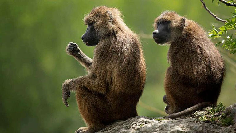 Babbuini selvatici: ecco una curiosità scientifica sulla loro ...
