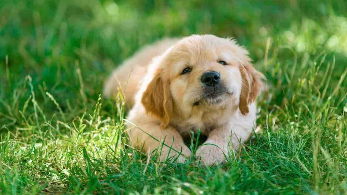 The Most Loving Dog Breeds You’ll Find in Pennsylvanian Homes