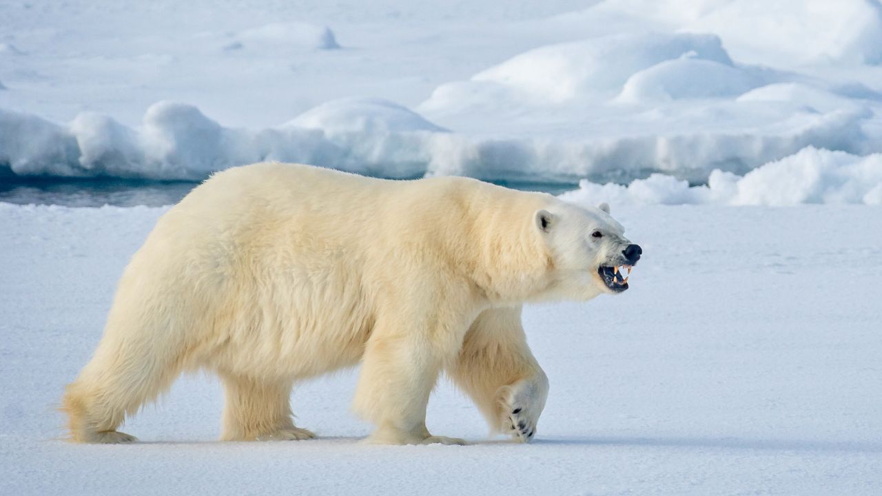 The World’s Most Dangerous Bears: Ranked by Threat Level