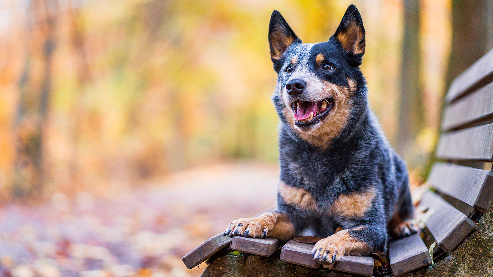 Australian Cattle Dog: Originally bred for herding cattle, this breed ...