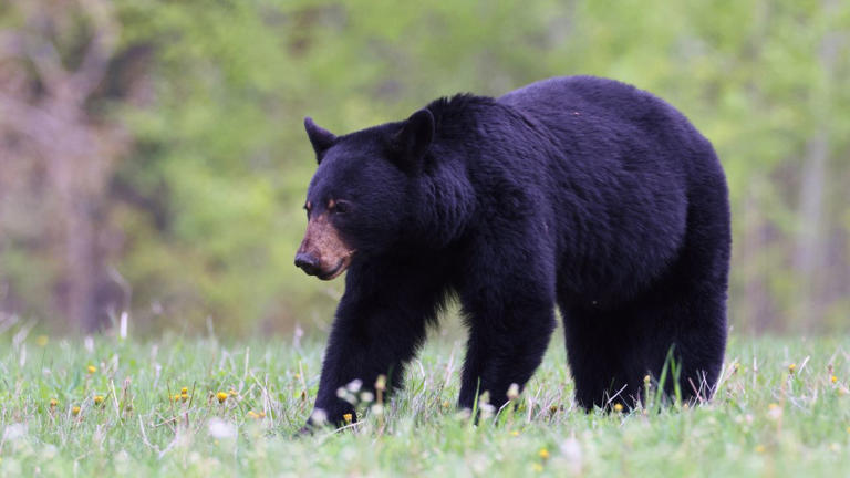 Florida’s first black bear hunt in a decade is underway — why it’s ...