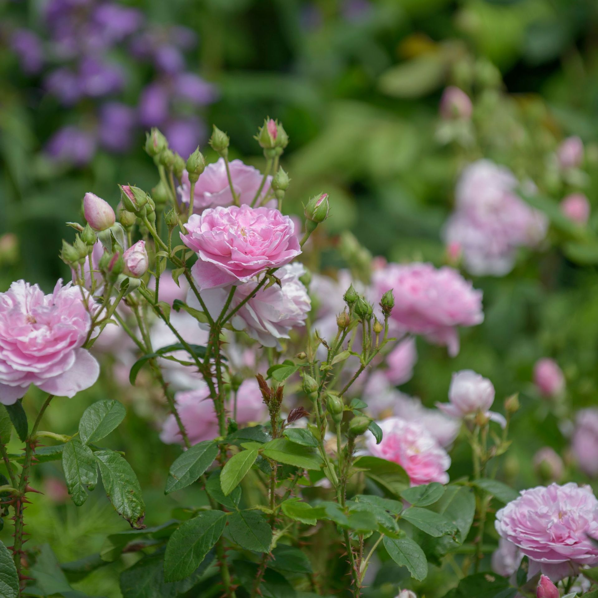 Can you plant new roses in an old rose bed? It isn't the best idea ...