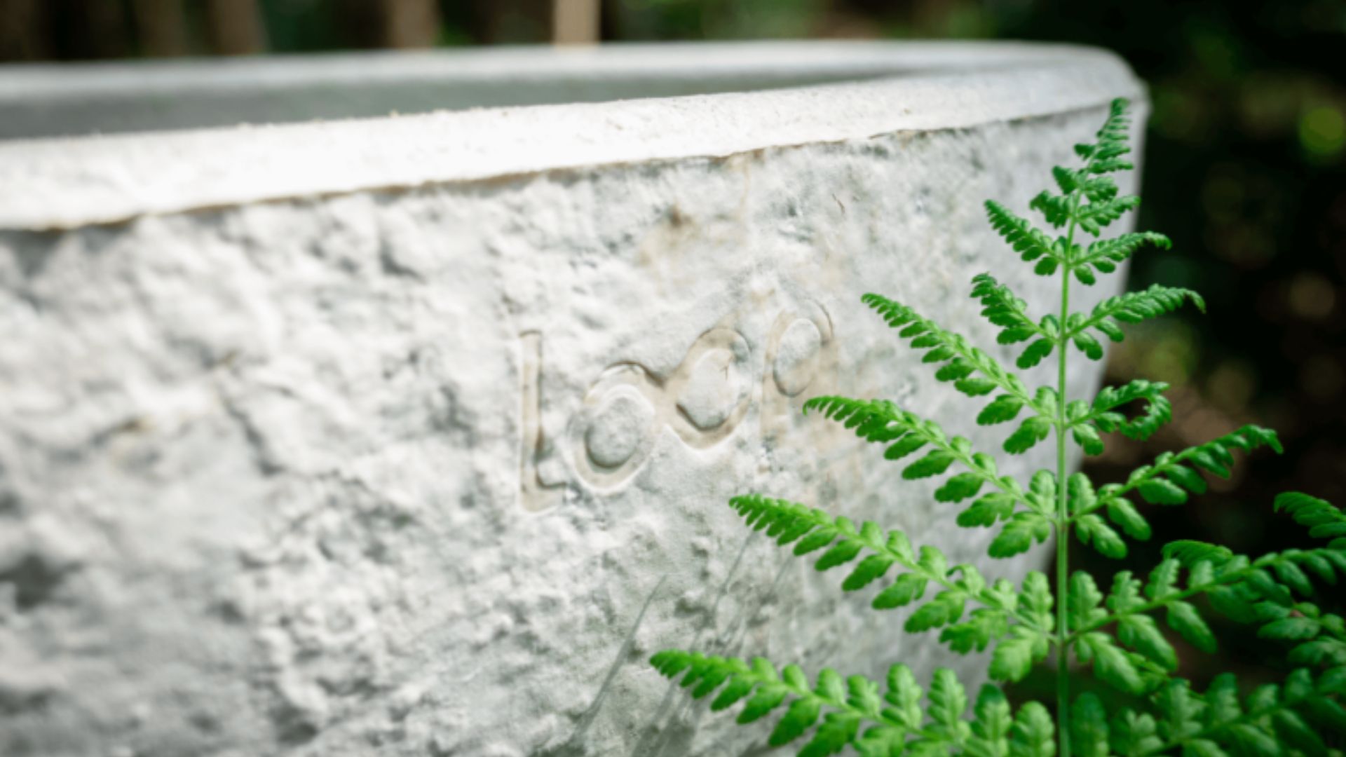 Photos: World’s first mushroom-made ‘living coffin’ offers sustainable ...