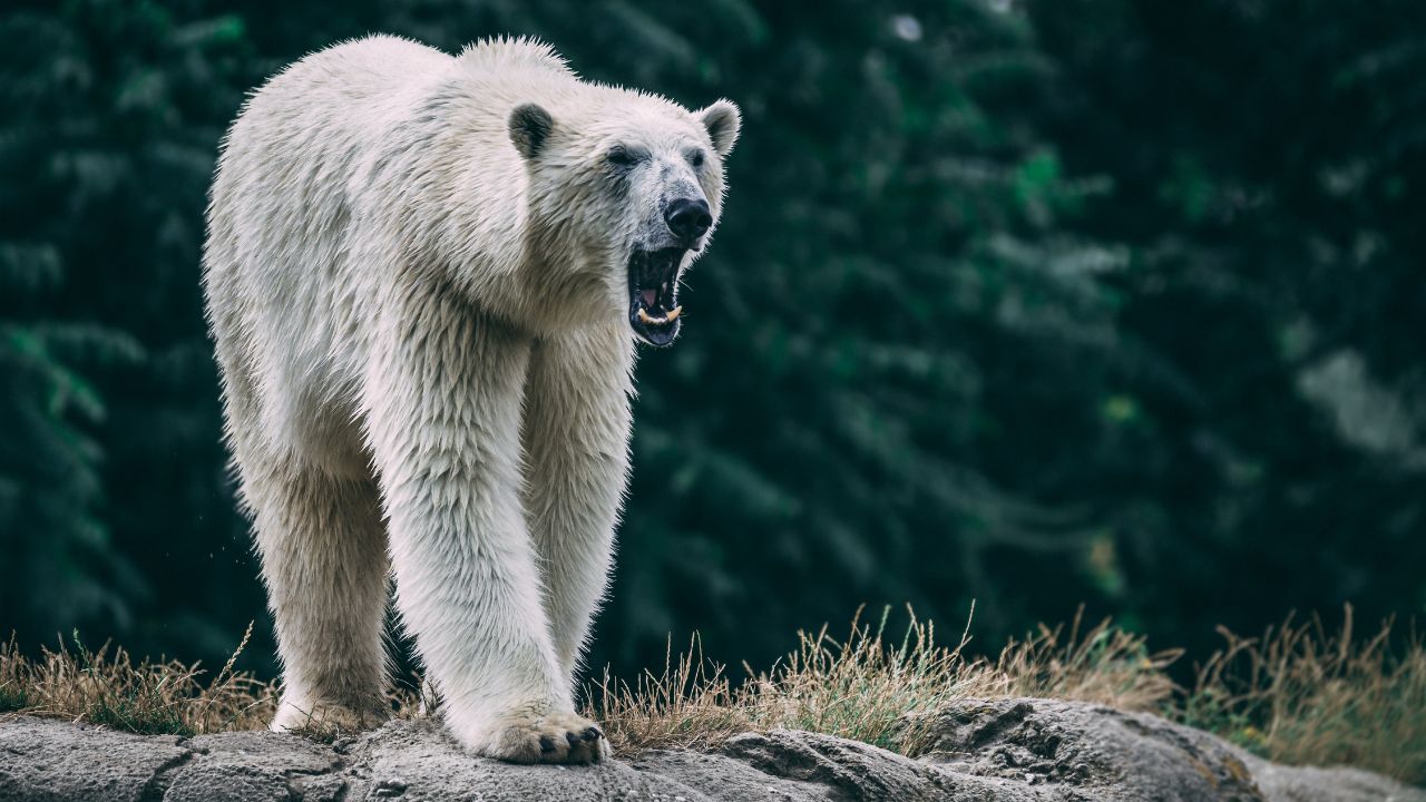 The World’s Most Dangerous Bears: Ranked by Threat Level