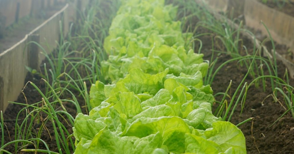 10 Tips To Grow Giant Chard In Your Garden