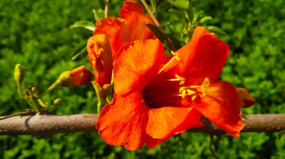 7 Indian States and Their Signature Flowers