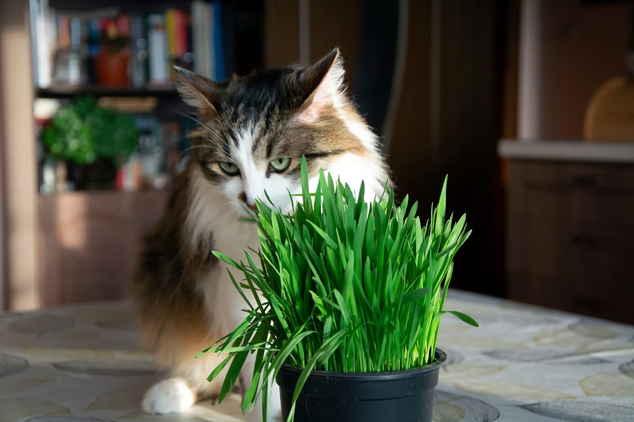 Pourquoi l'herbe à chat rend-elle nos félins aussi fous