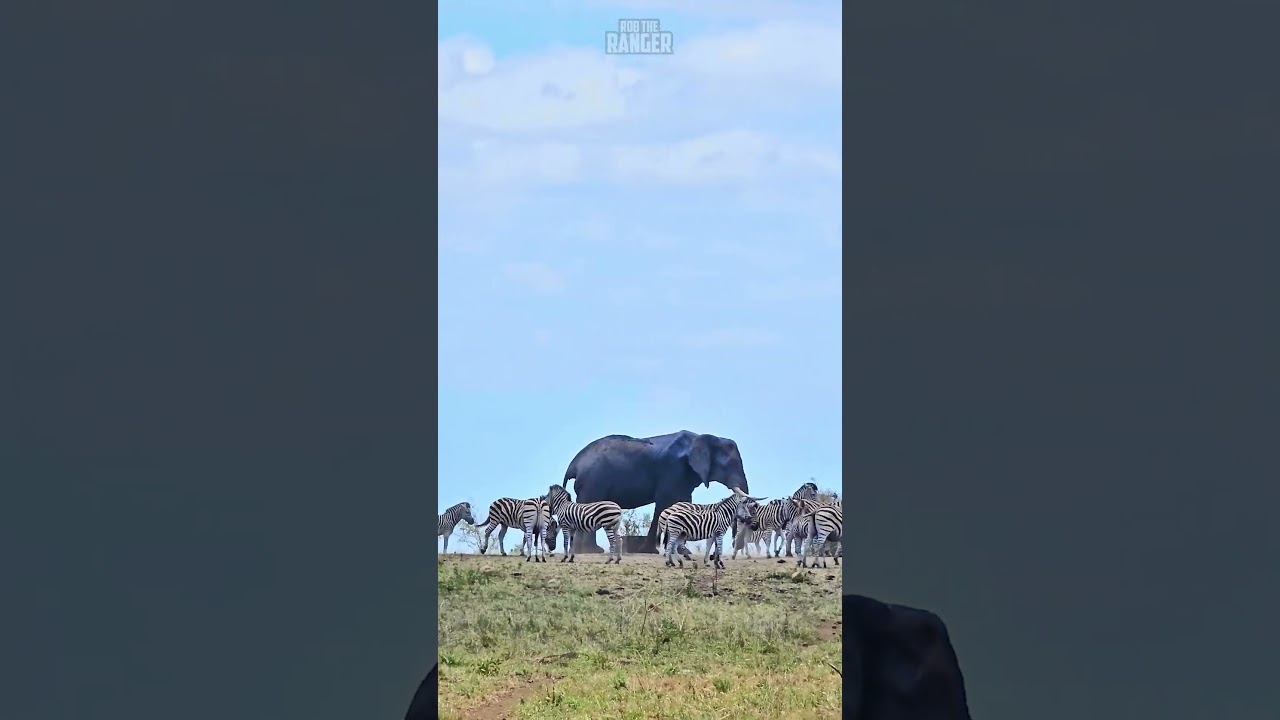 Rare Skew-Tusked Elephant Spotted in the Wild