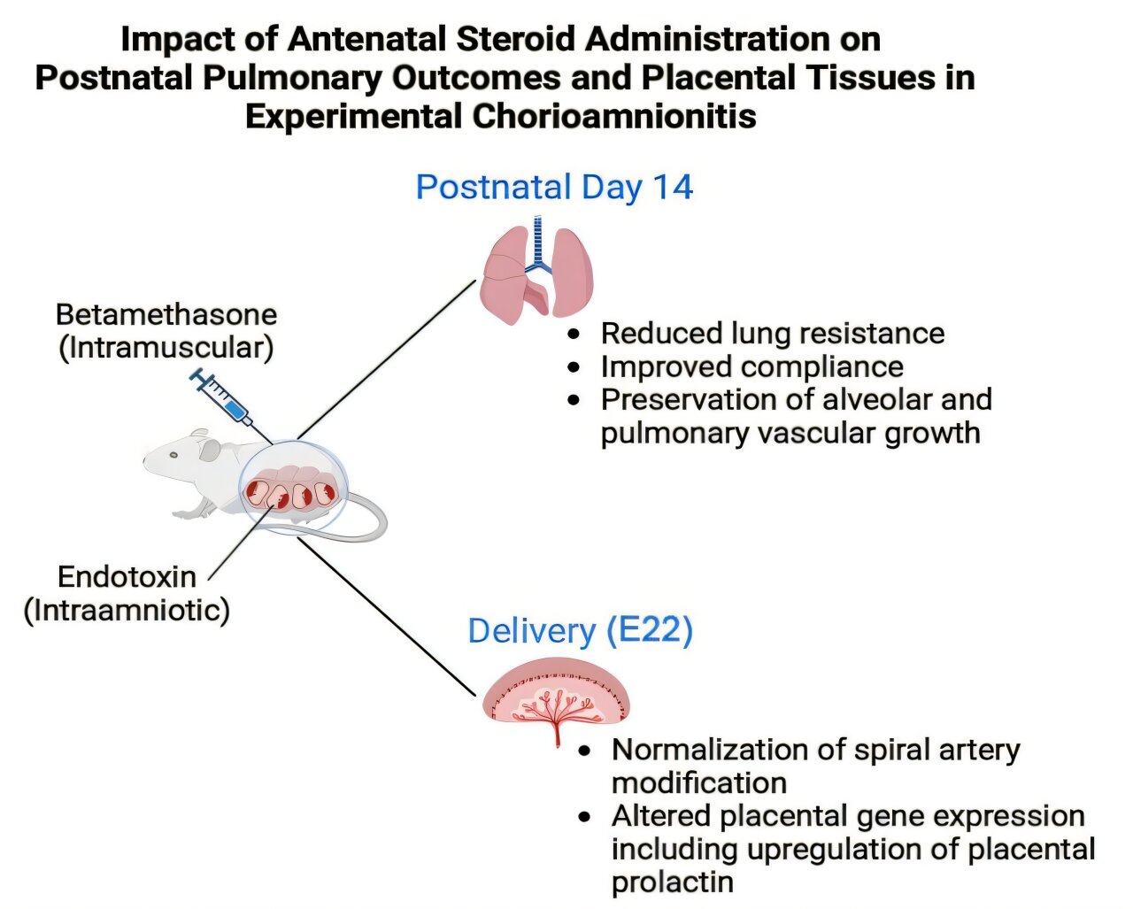 Steroid medications given before preterm birth improve lung and ...