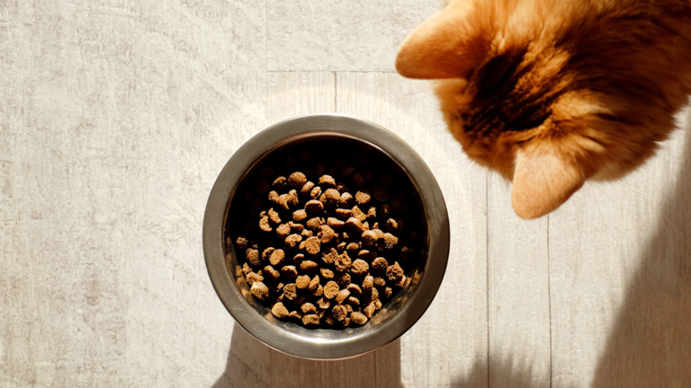 Orange Cat's Obsession with Basic Dog Bowl Has People Calling Him ...