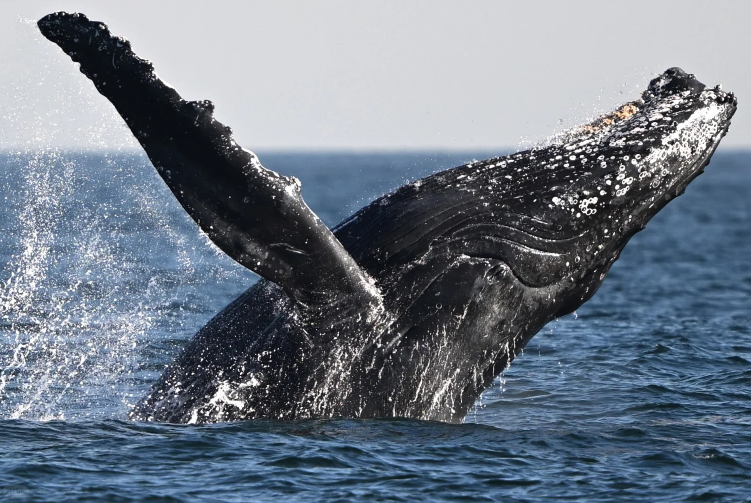 Best places for whale watching in the US