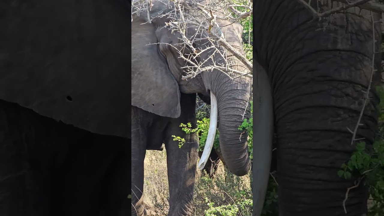 Rare Skew-Tusked Elephant Spotted in the Wild