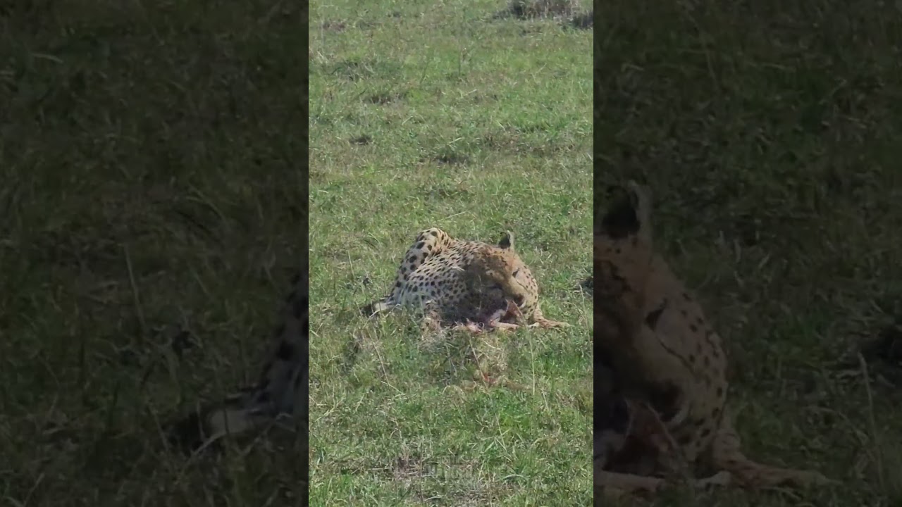 Unbelievable Having A Snack Moment In The Wild