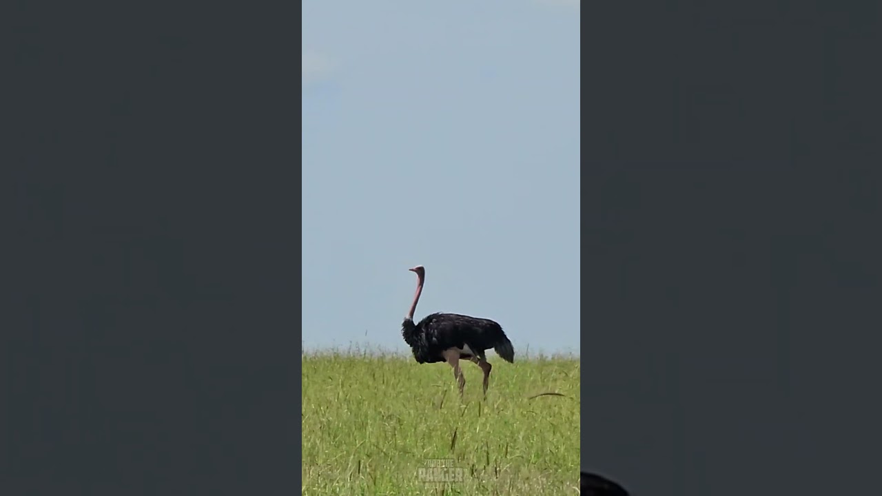 How a Majestic Ostrich Stands Tall in the African Savanna