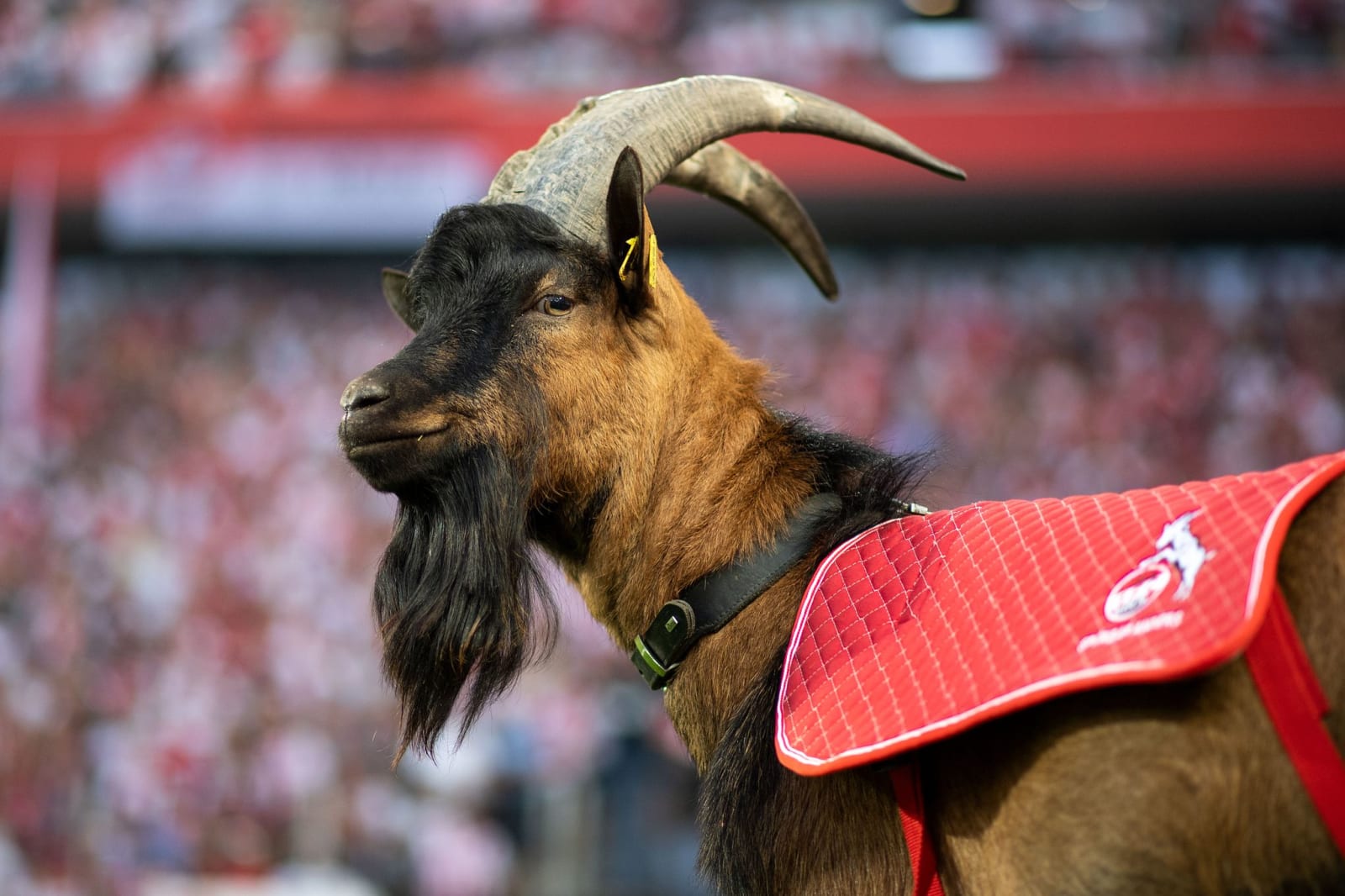 Cologne's mascot, goat Hennes I, inducted into club's Hall of Fame