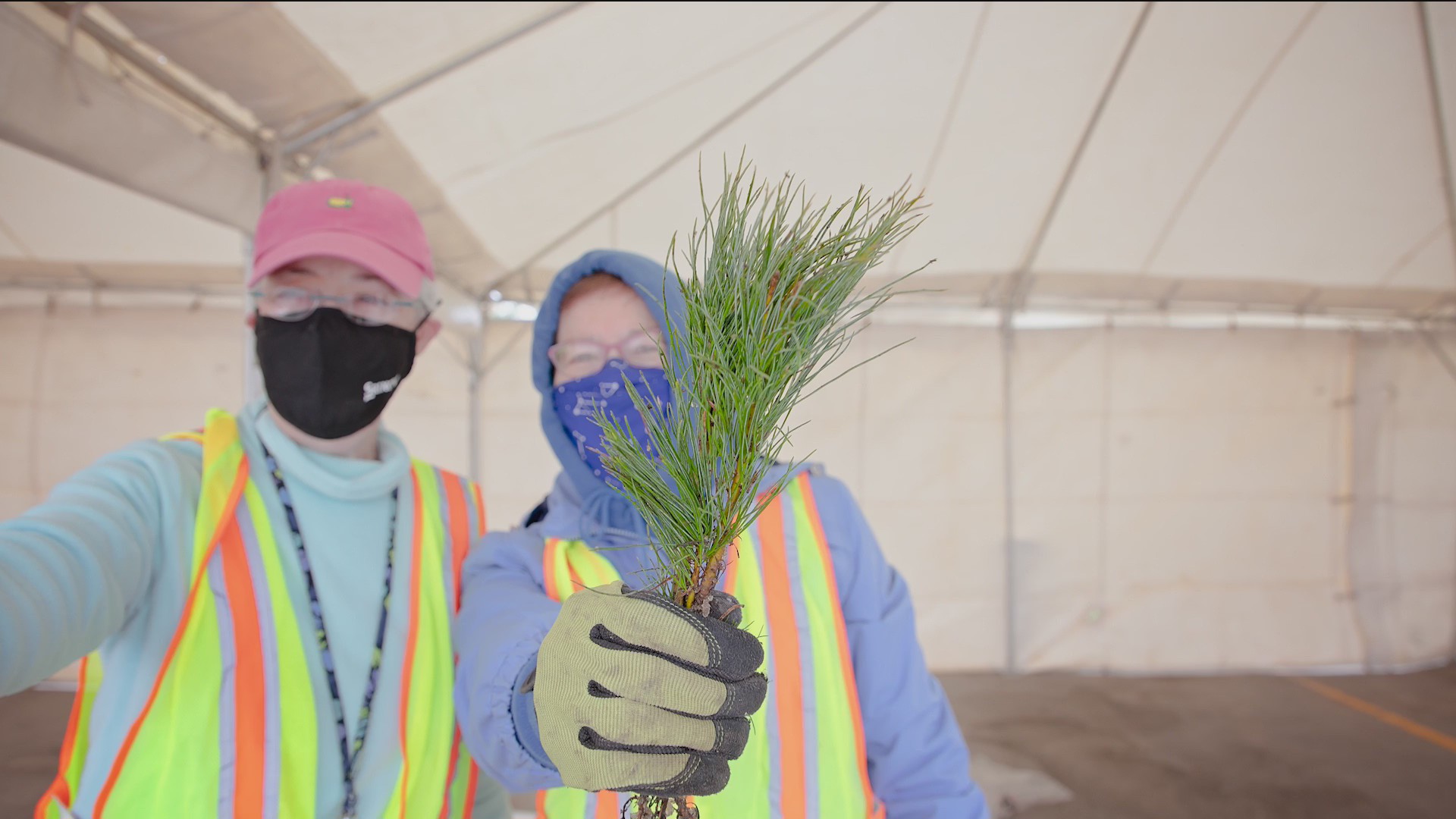 Tiny Trees Giveaway Program