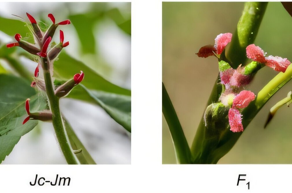 Research reveals function of red stigmas in wind-pollinated flowers