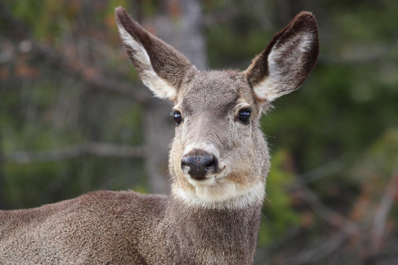 Chronic wasting disease has exploded through Alberta's deer population ...